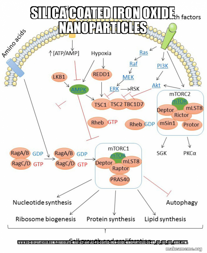 silica coated iron oxide nanoparticles www.cd-bioparticles.com/p/Absolute-Mag%E2%84%A2-PEI ...