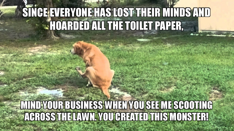 Since everyone has lost their minds and hoarded all the toilet paper ...