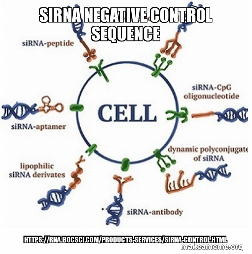 sirna negative control sequence https://rna.bocsci.com/products ...
