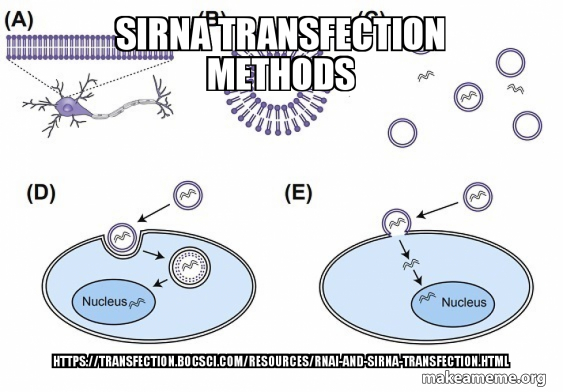 sirna transfection methods https://transfection.bocsci.com/resources ...