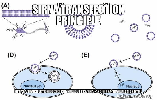 sirna transfection principle https://transfection.bocsci.com/resources ...