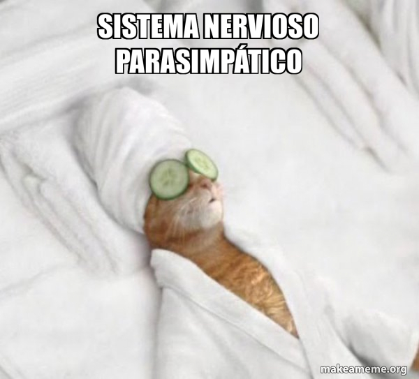 sistema nervioso parasimpático - Pampered Cat Meme Meme Generator