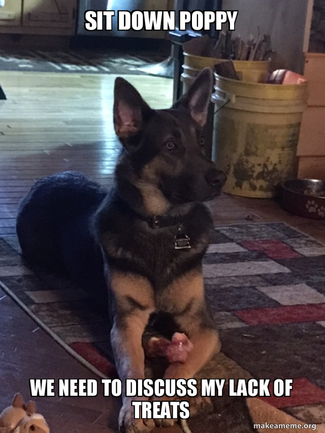 Sit down poppy We need to discuss my lack of treats Meme Generator