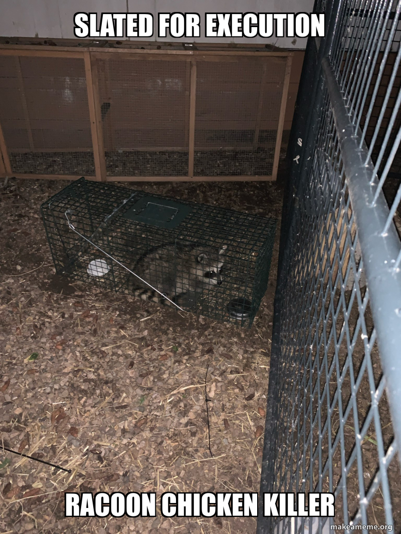Slated for execution Racoon Chicken Killer - Chicken killer Meme Generator