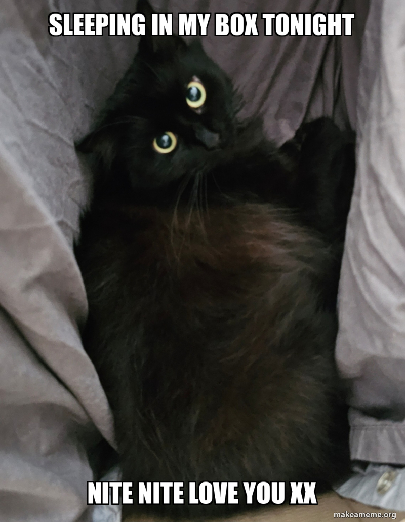 Sleeping in my box tonight Nite nite love you xx Meme Generator
