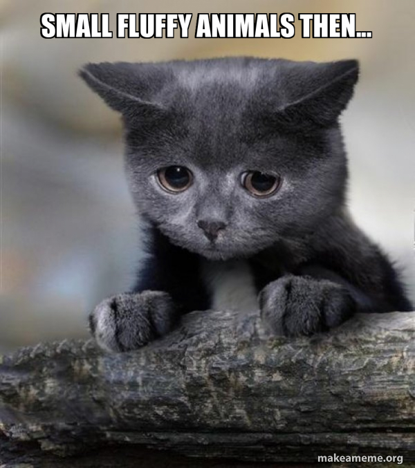 Small fluffy animals then... - Confession Cat Meme Generator