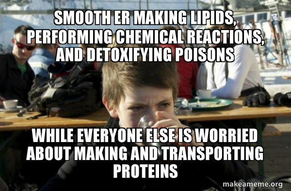 Smooth ER making lipids, performing chemical reactions, and detoxifying ...