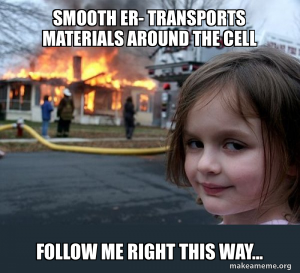 Smooth ER- Transports materials around the cell Follow me right this ...