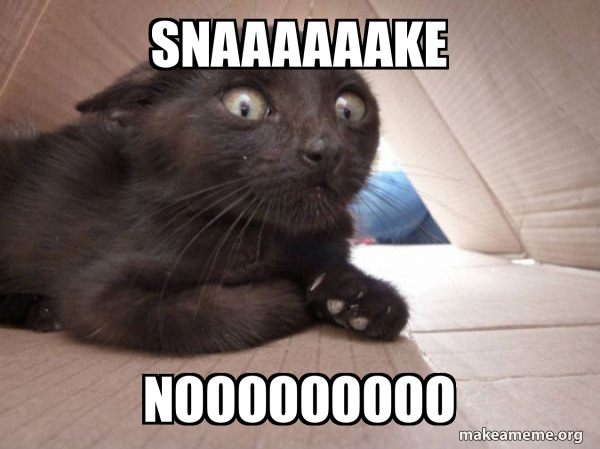 Snaaaaaake Nooooooooo - Schitzo Cat Meme Generator