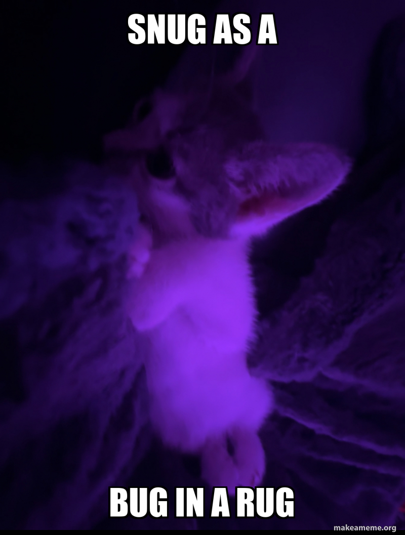 snug as a bug in a rug Meme Generator