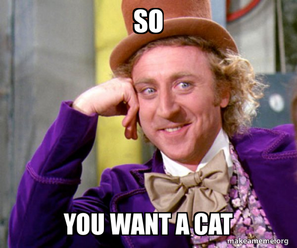 so you want a cat - Willy Wonka Sarcasm Meme Meme Generator