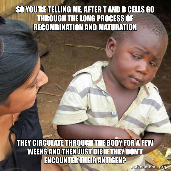 So you're telling me, after T and B Cells go through the long process ...