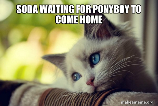 Soda waiting for Ponyboy to come home - First World Cat Problems Meme ...