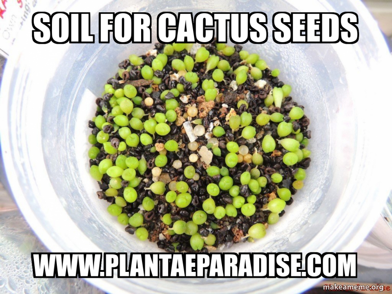 Soil for cactus seeds www.plantaeparadise.com - Soil for cactus seeds Meme Generator