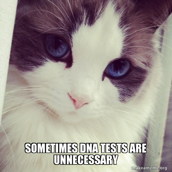 sometimes dna tests are unnecessary - Ridiculously Photogenic Cat Meme ...