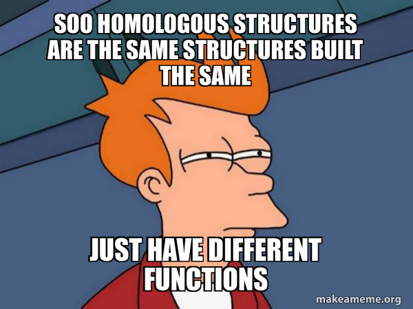 Soo homologous structures are the same structures built the same Just ...