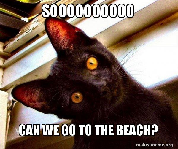 Soooooooooo Can we go to the beach? - Overly Attached Cat Meme Generator