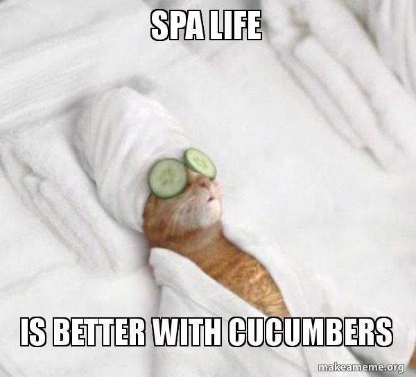Spa life Is better with cucumbers - Pampered Cat Meme Meme Generator