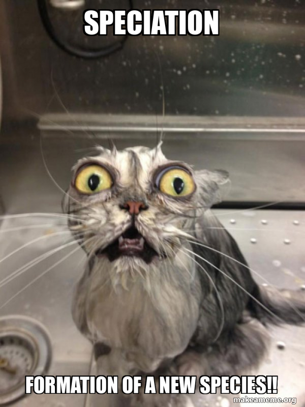 Speciation formation of a new species!! - Cat bath Meme Generator