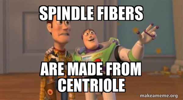 spindle fibers are made from centriole - Buzz and Woody (Toy Story ...