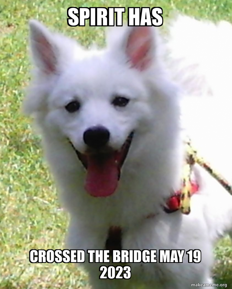 spirit has crossed the bridge may 19 2023 - Spirit has crossed Meme ...