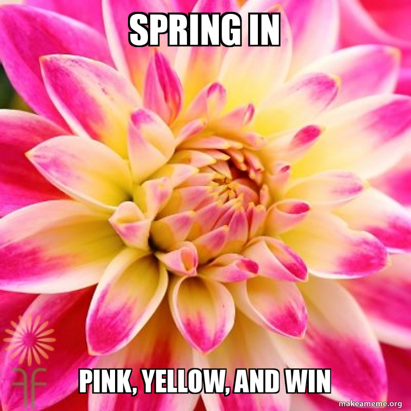 Spring in Pink, yellow, and win - winning spring Meme Generator