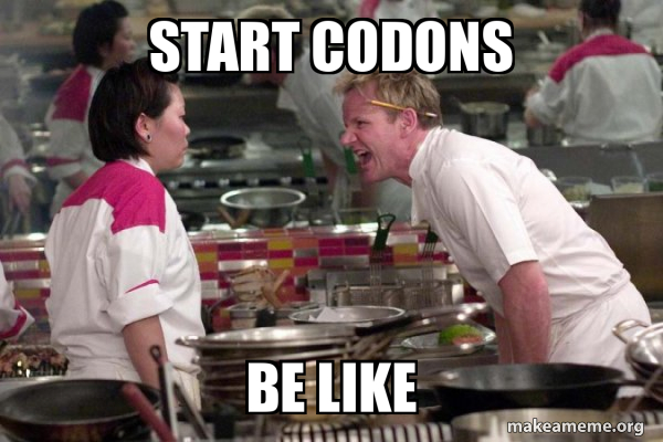 start codons be like - Gordon Ramsay | Make a Meme