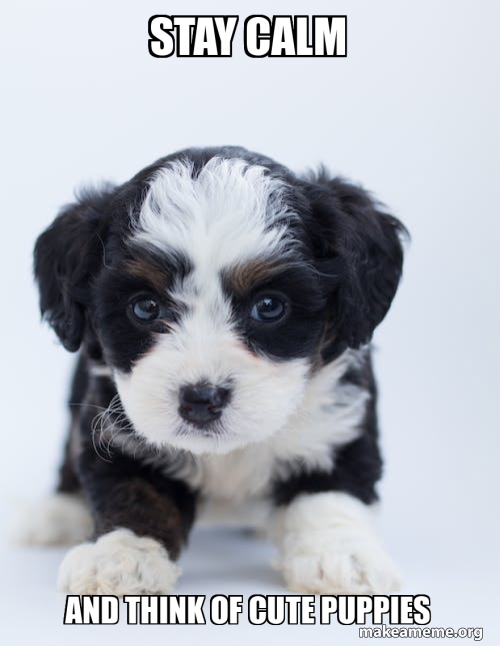 Stay calm And think of cute puppies Meme Generator