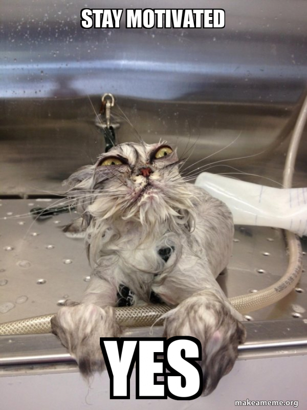 Cat Meme Stay Motivated 200+ Best Gym Quotes (Motivational & Funny)