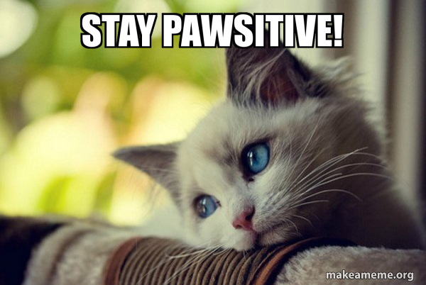Stay pawsitive! - First World Cat Problems Meme Generator