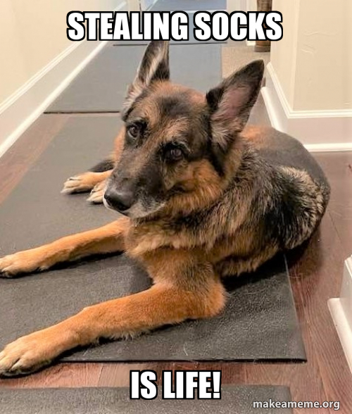 STEALING SOCKS IS LIFE! Meme Generator