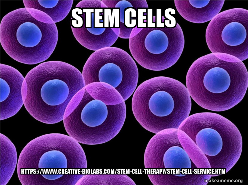 stem cells https://www.creative-biolabs.com/stem-cell-therapy/stem-cell ...