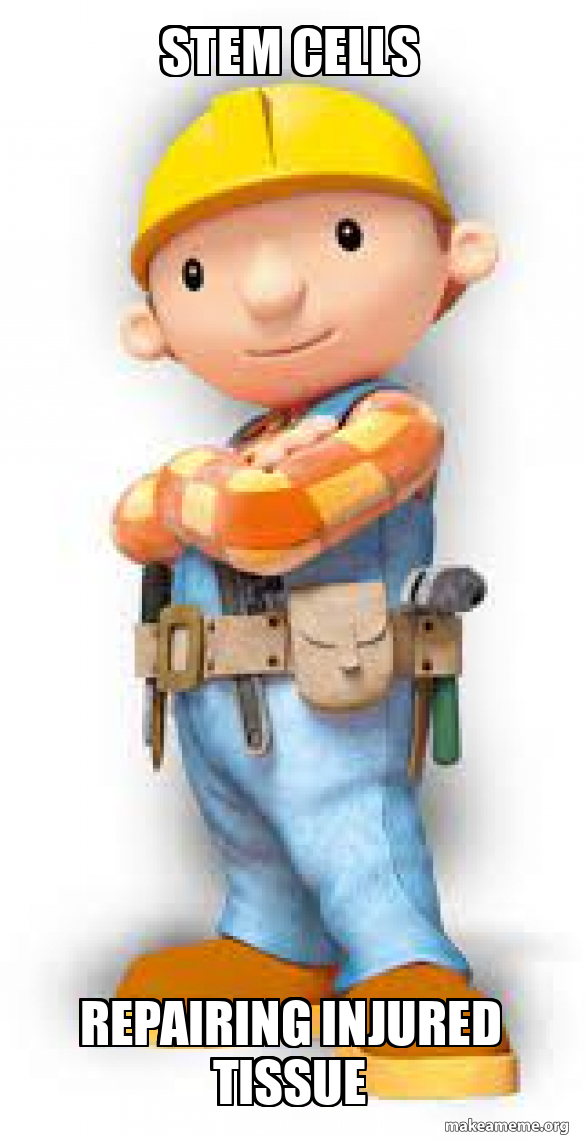 Stem cells Repairing injured tissue Meme Generator