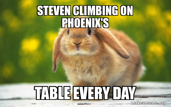 Steven climbing on Phoenix's table every day - Regretful Rabbit Meme ...