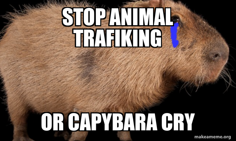 stop animal trafiking or capybara cry Meme Generator