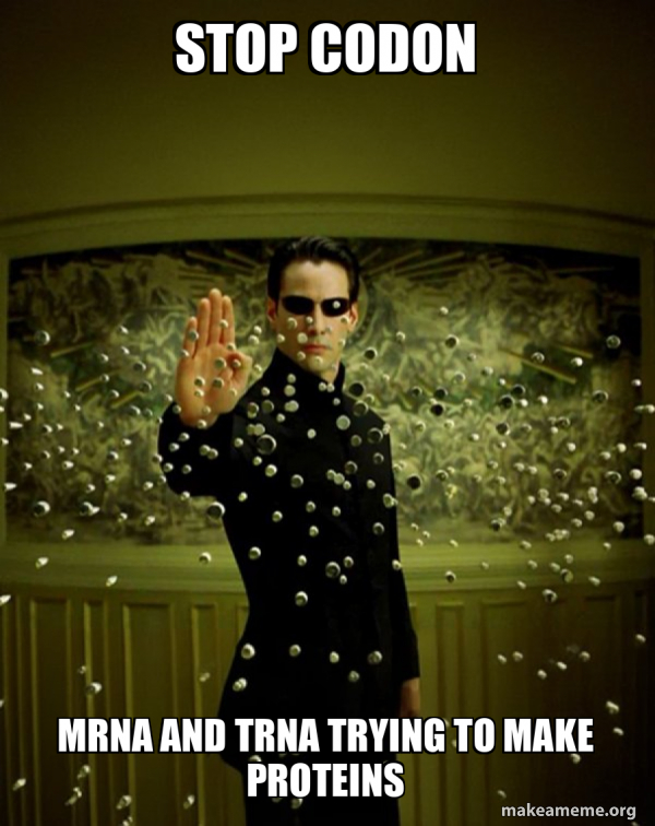 stop codon mRNA and tRNA trying to make proteins - Neo Stopping Bullets ...
