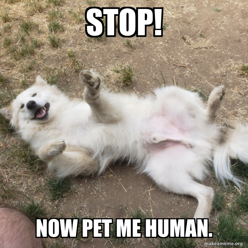 Stop! Now pet me human. Meme Generator
