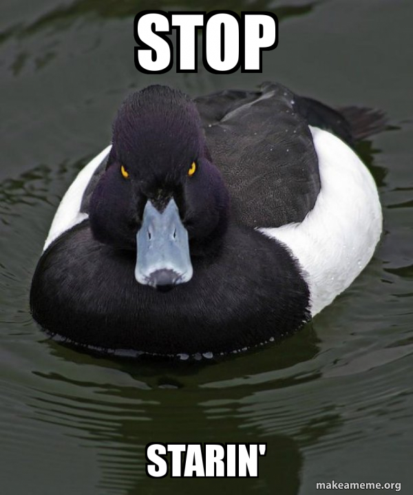 STOP STARIN' - Revenge Duck ( Angry Advice Duck ) Meme Generator
