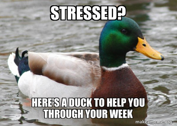 Stressed? Here's a duck to help you through your week - Actual Advice ...