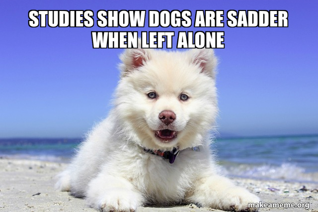 studies show dogs are sadder when left alone Meme Generator