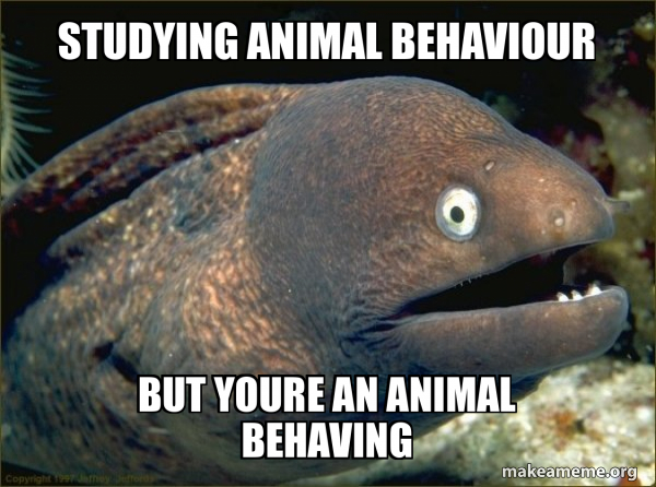 studying animal behaviour but youre an animal behaving - Bad Joke Eel ...