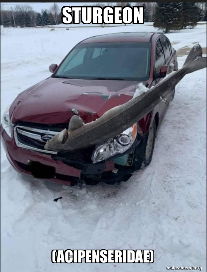Sturgeon (ACIPENSERIDAE) Meme Generator