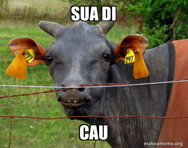 sua di cau - Hairless Cow Meme Generator