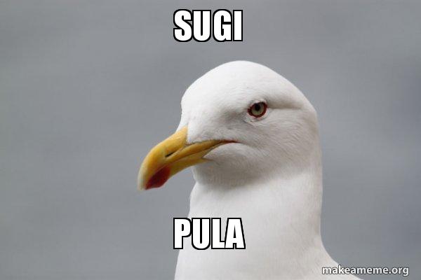 sugi pula - Stuff That Didn't Happen Seagull Meme Generator