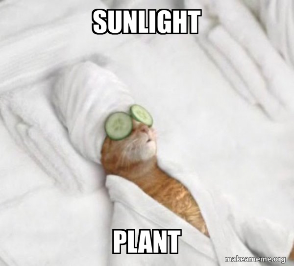 Sunlight Plant - Pampered Cat Meme Meme Generator