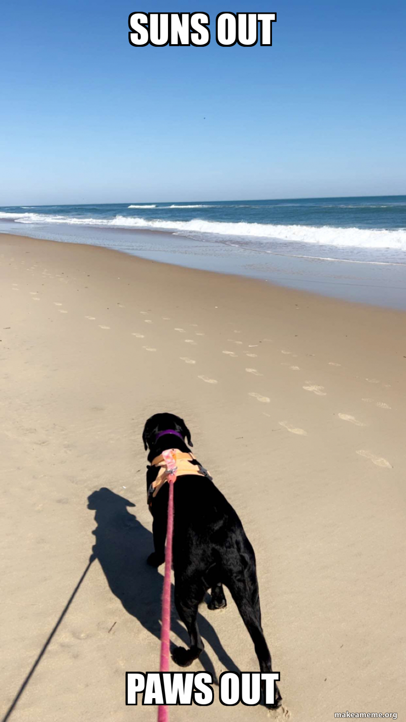 Suns out paws out Meme Generator