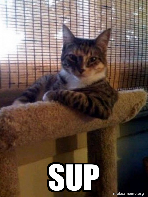 sup - The Most Interesting Cat in the World Meme Generator