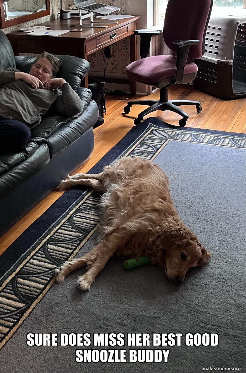 Sure does miss her best good snoozle buddy Meme Generator
