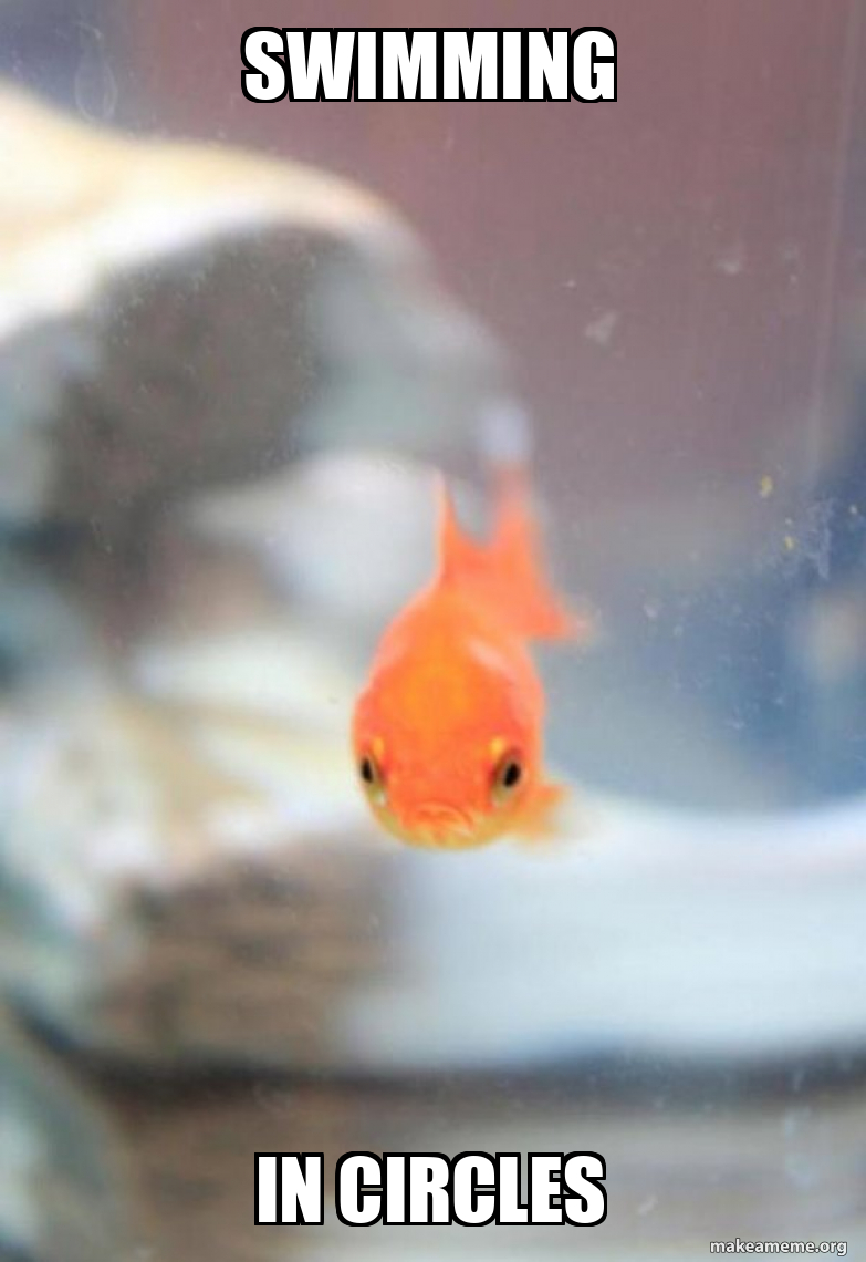 swimming in circles - Grumpy Fish Meme Generator