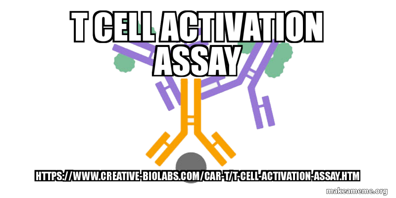 T cell Activation assay https://www.creative-biolabs.com/car-t/t-cell ...